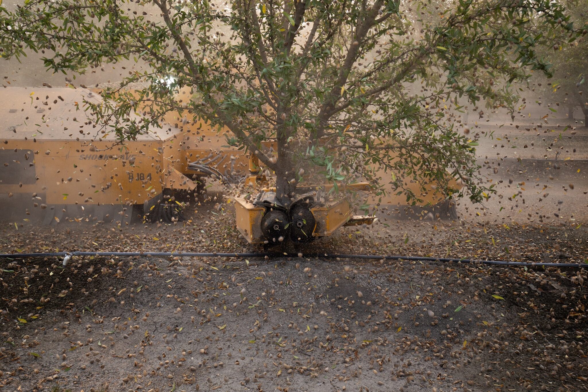 Tree Shaker - Shockwave Sprint - Orchard Machinery Corporation